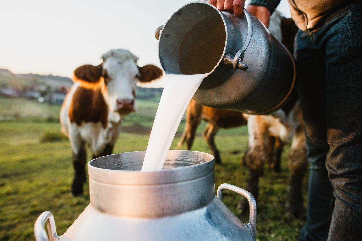 Agricultura familiar ajuda a aumentar produção leiteira no Nordeste